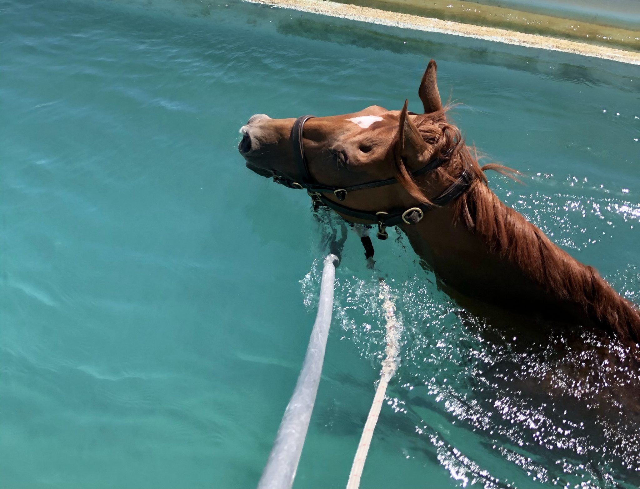 A win for Mystyko at Murray Bridge